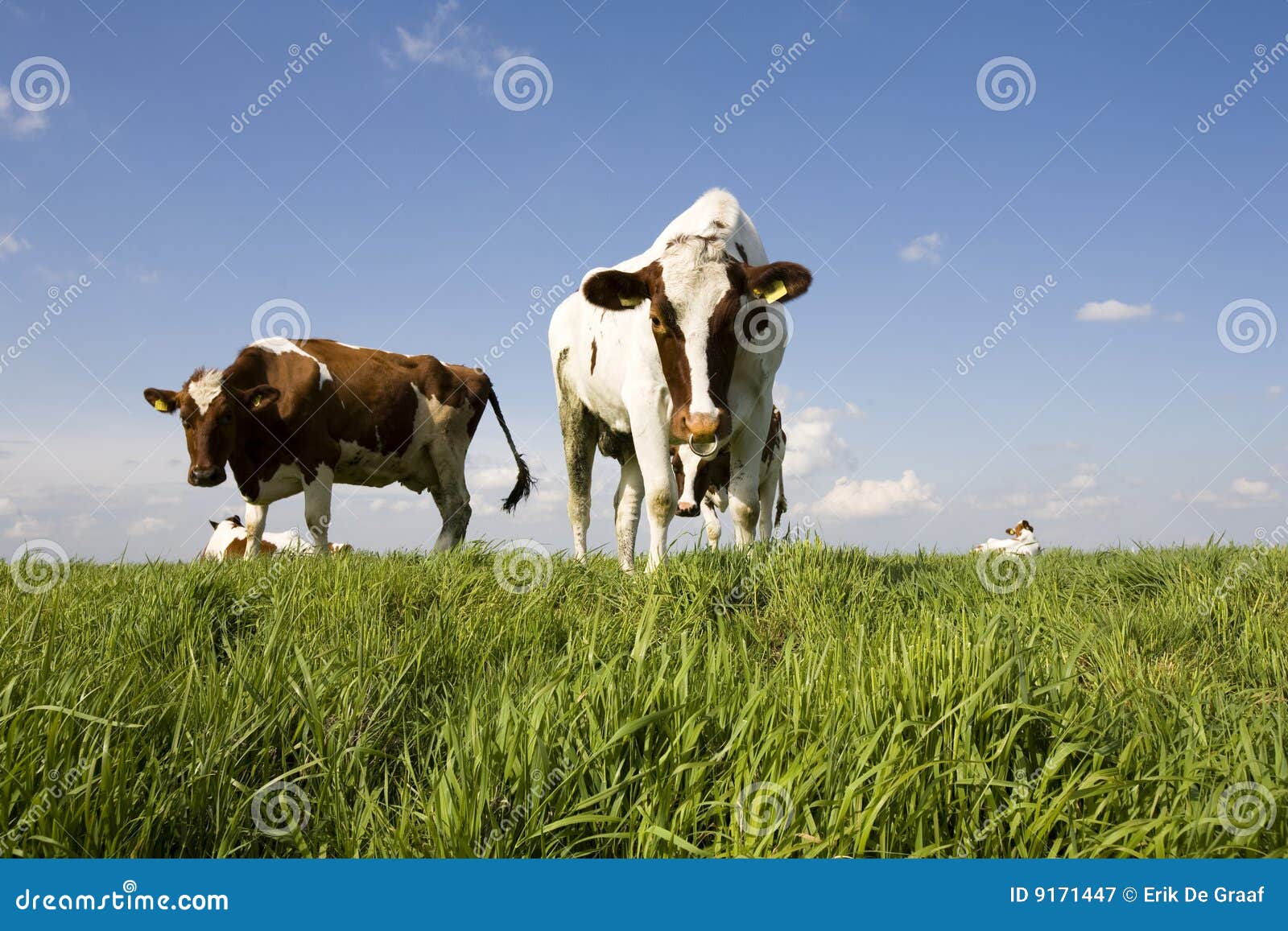 Nederlandse koe stock afbeelding. Image of nederland, bruin - 9171447