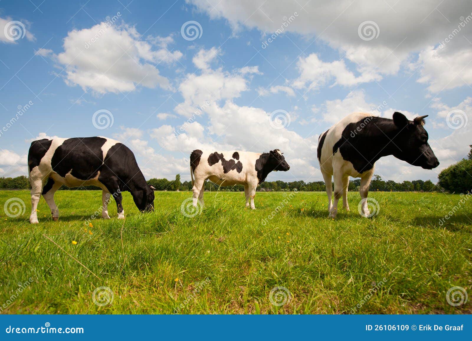 Nederlandse koeien stock afbeelding. Image of zuivelfabriek - 26106109