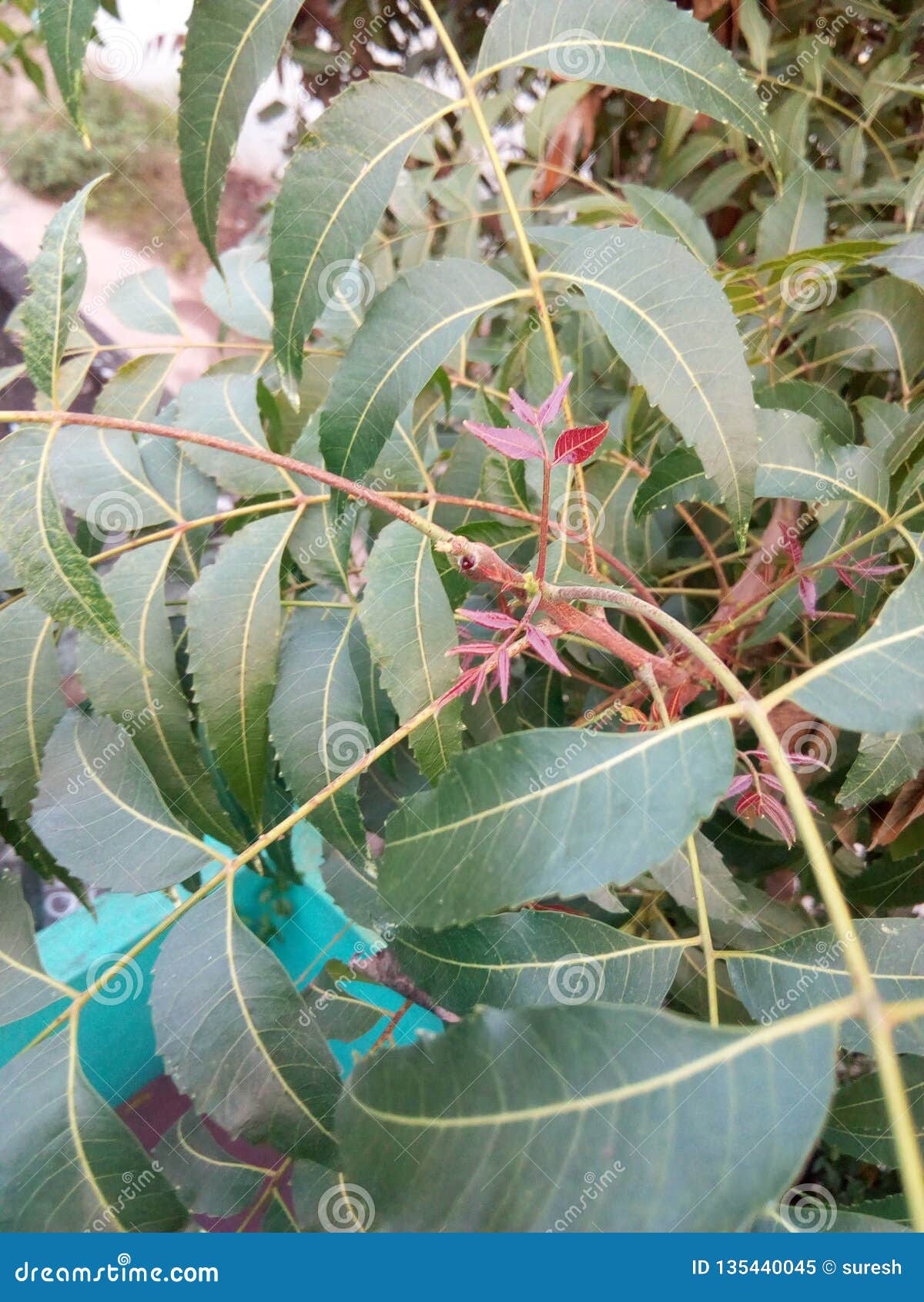 Neeam leaf stock image. Image of hearble, viruses, neeam - 135440045