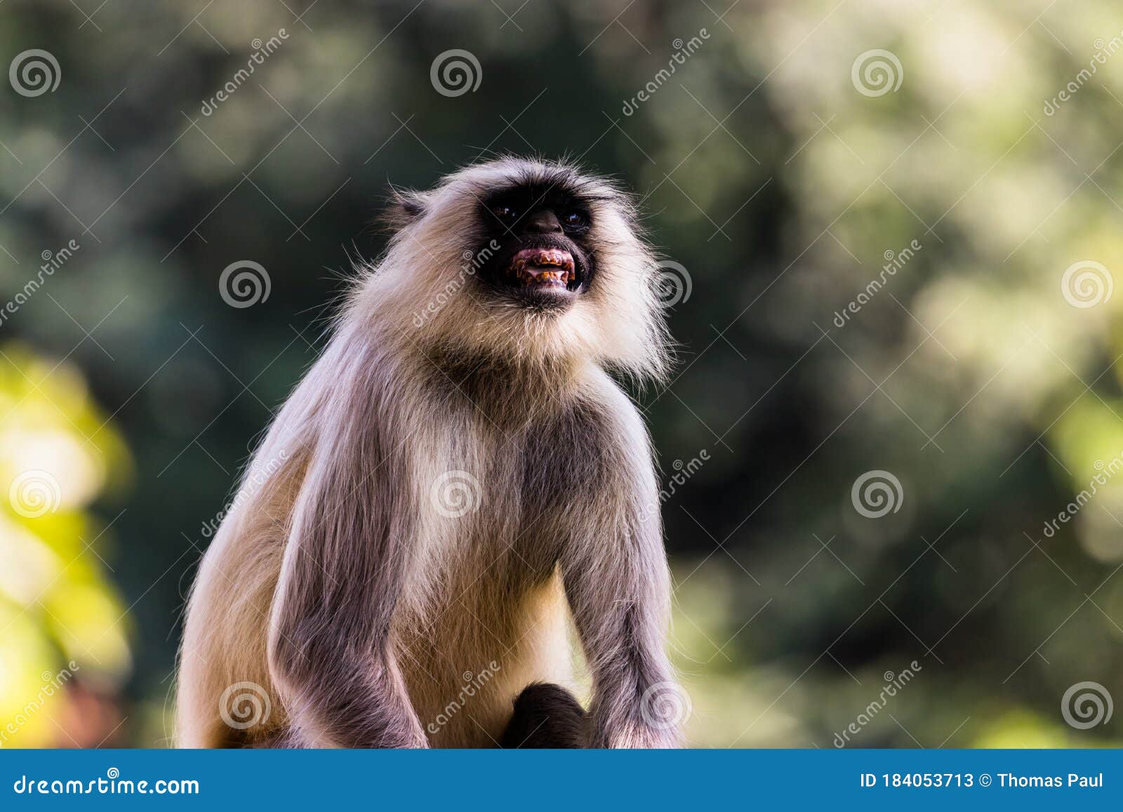 NEED a TOOTH PASTE and BRUSH for the GREY MONKEY Stock Image - Image of ...