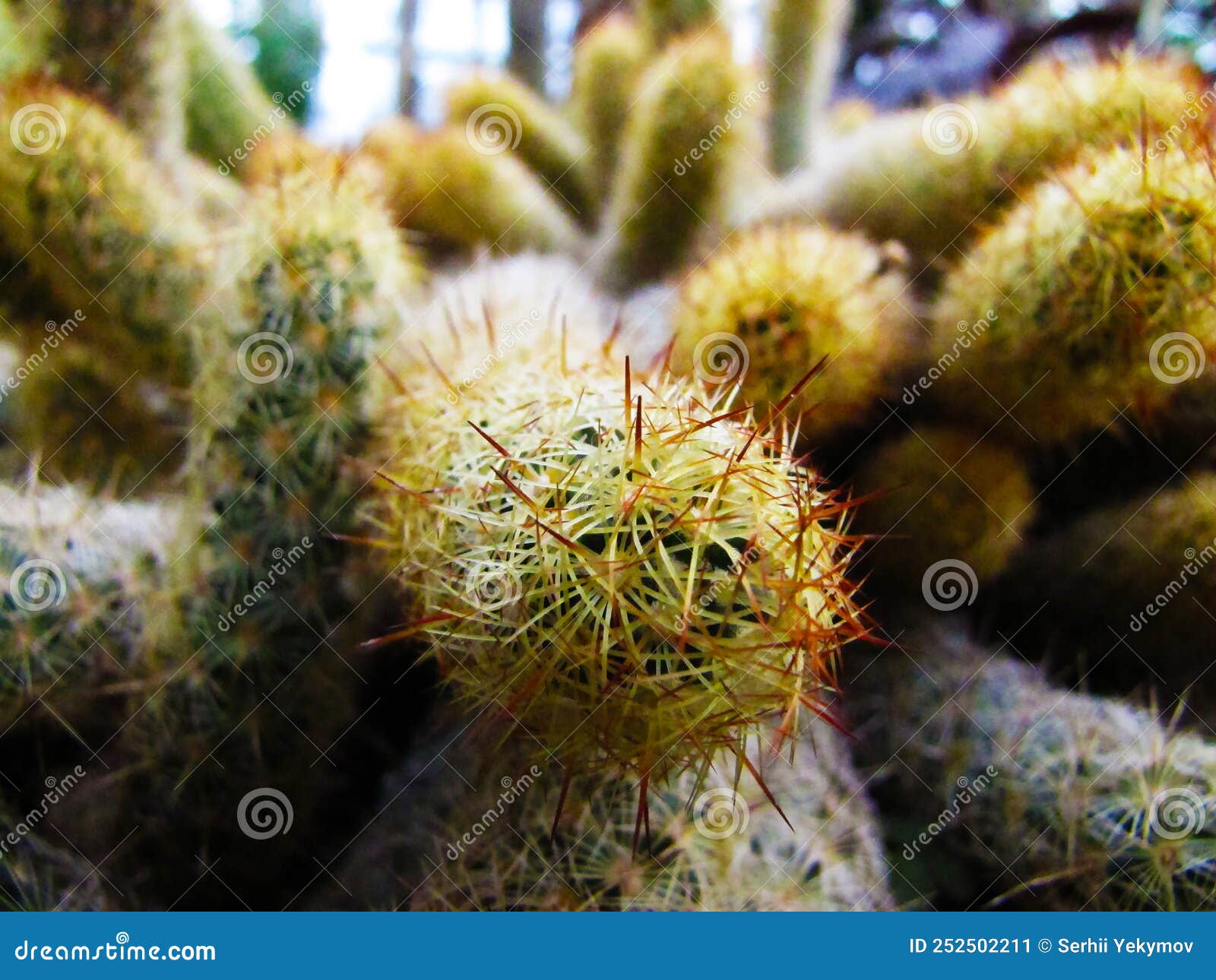 Needle cacti stock image. Image of plant, dust, cactus - 252502211