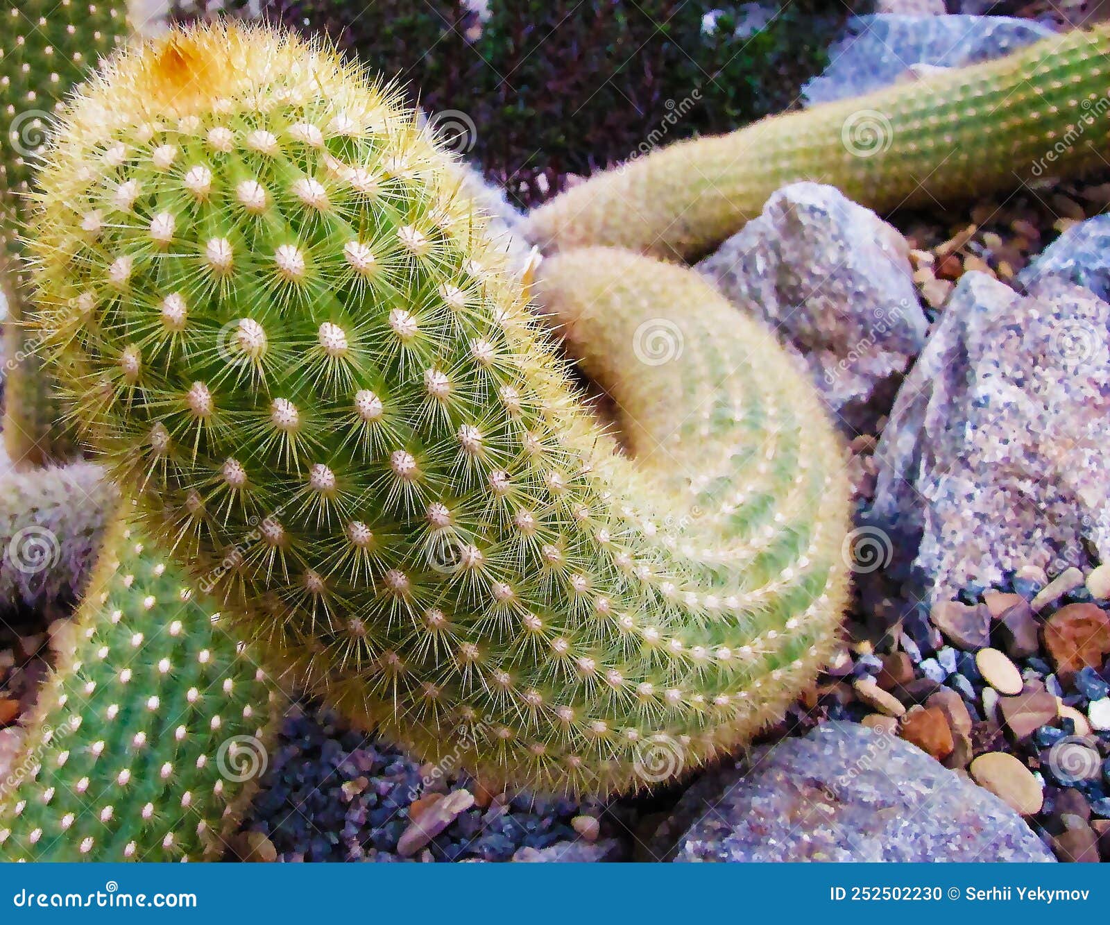 Needle cacti stock photo. Image of page, detail, botany - 252502230