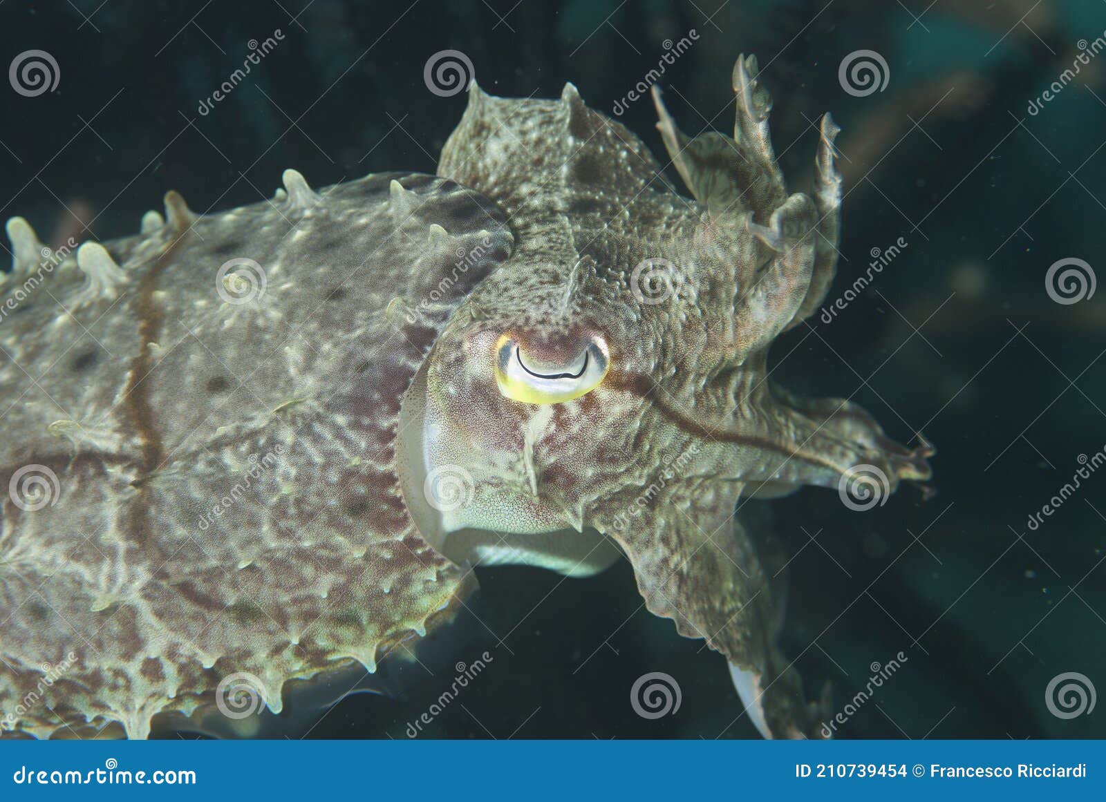 Needle Cuttlefish Sepia Aculeata Stock Photo - Image of underwater ...