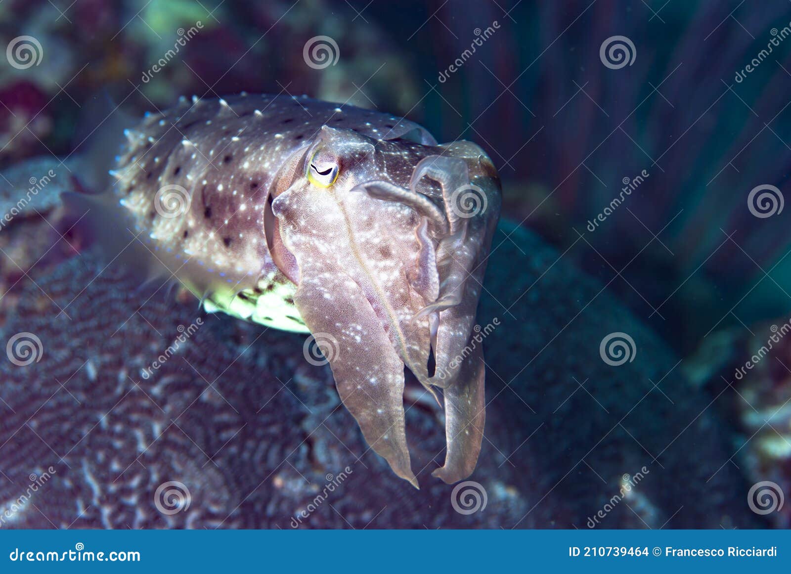 Needle Cuttlefish Sepia Aculeata Stock Photo - Image of needle, animal ...