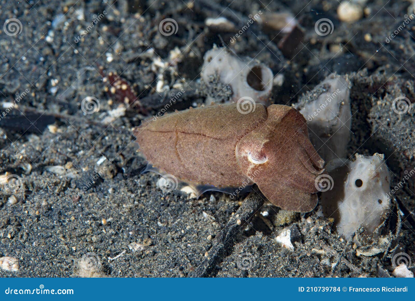 Needle Cuttlefish Sepia Aculeata Juvenile Stock Photo - Image of ...