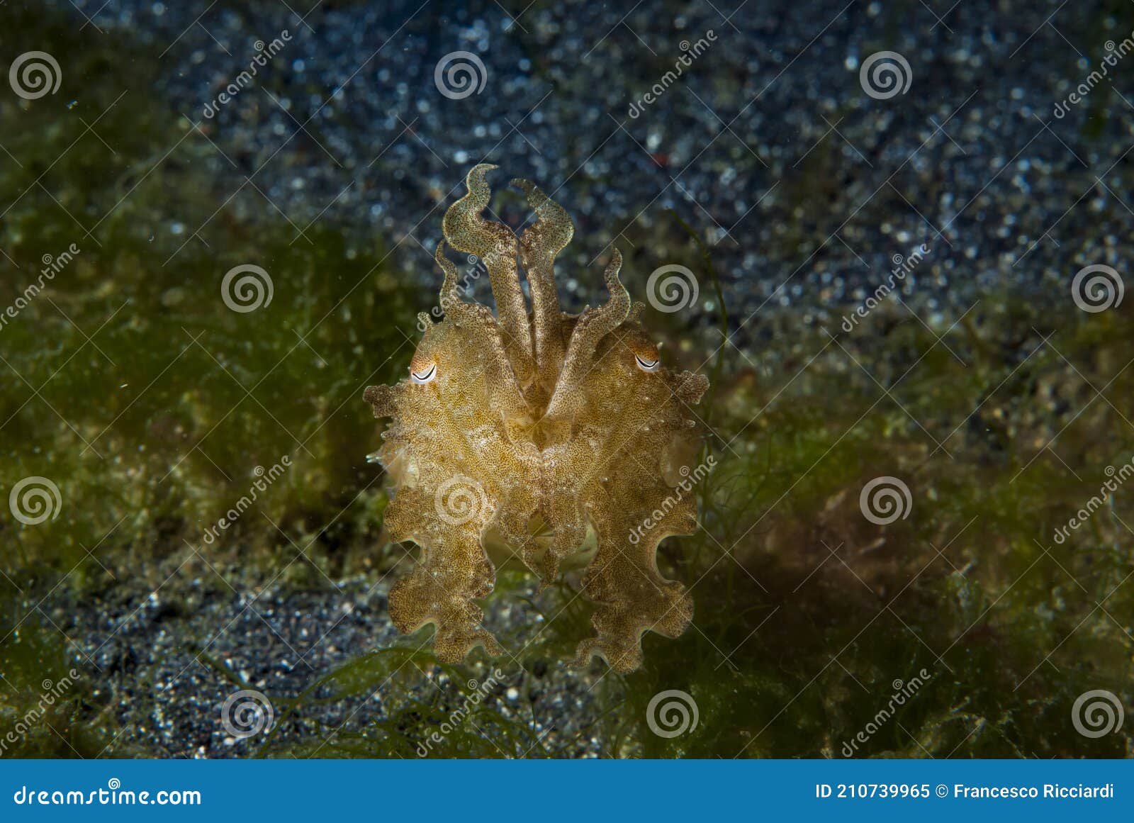 Needle Cuttlefish Sepia Aculeata Stock Image - Image of lembeh, marine ...