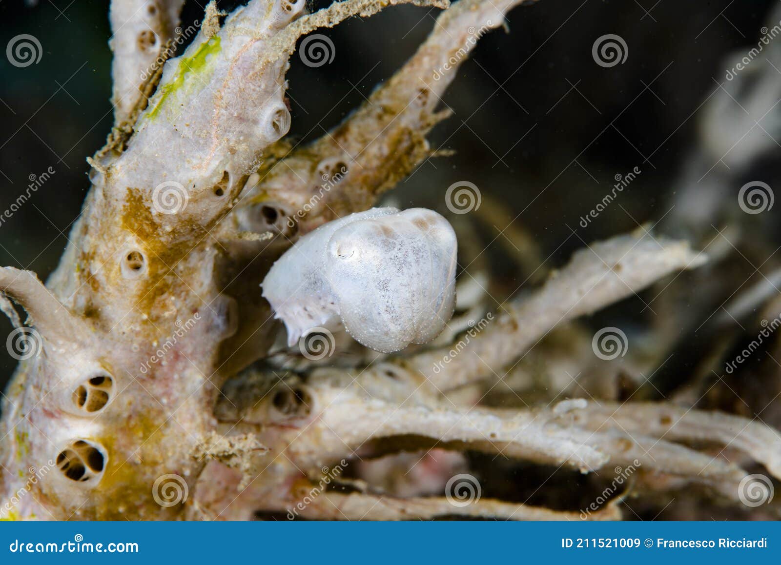Needle Cuttlefish Sepia Aculeata Stock Image - Image of underwater ...