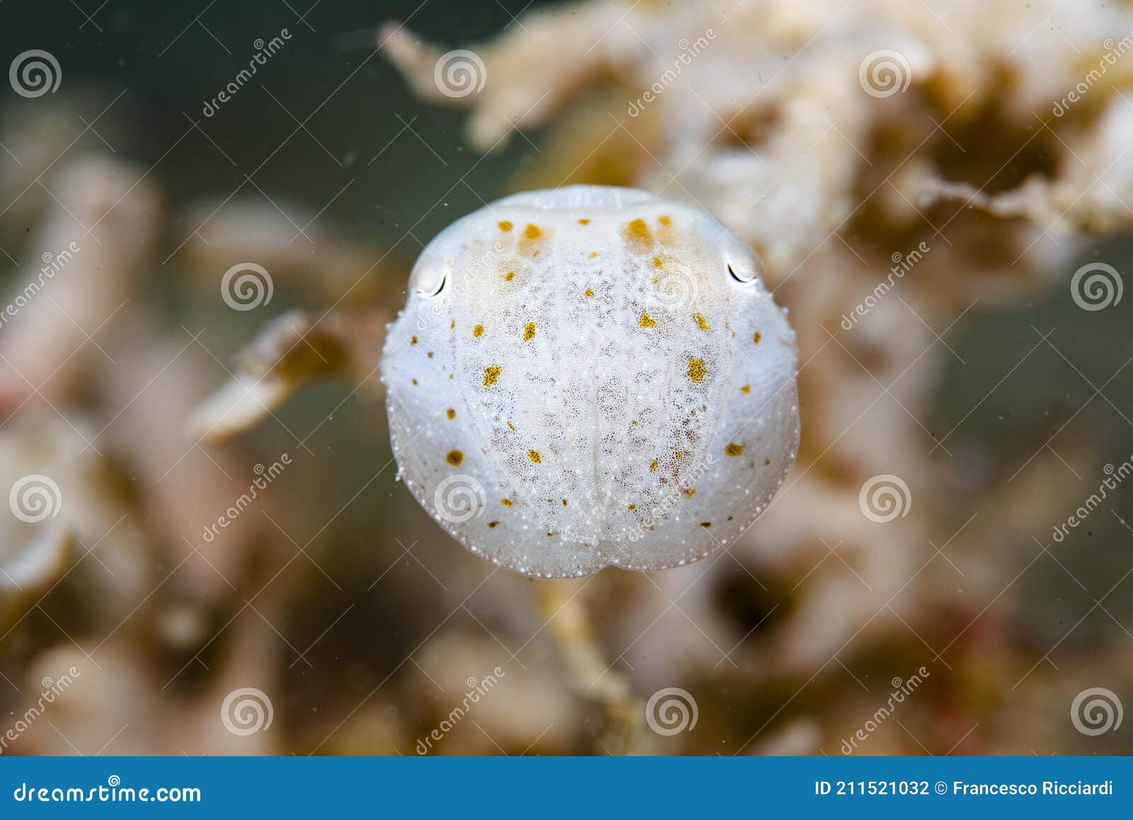 Needle Cuttlefish Sepia Aculeata Stock Photo - Image of aquarium ...