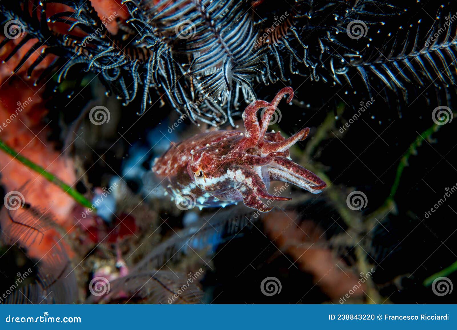 Needle Cuttlefish stock photo. Image of nature, juvenile - 238843220