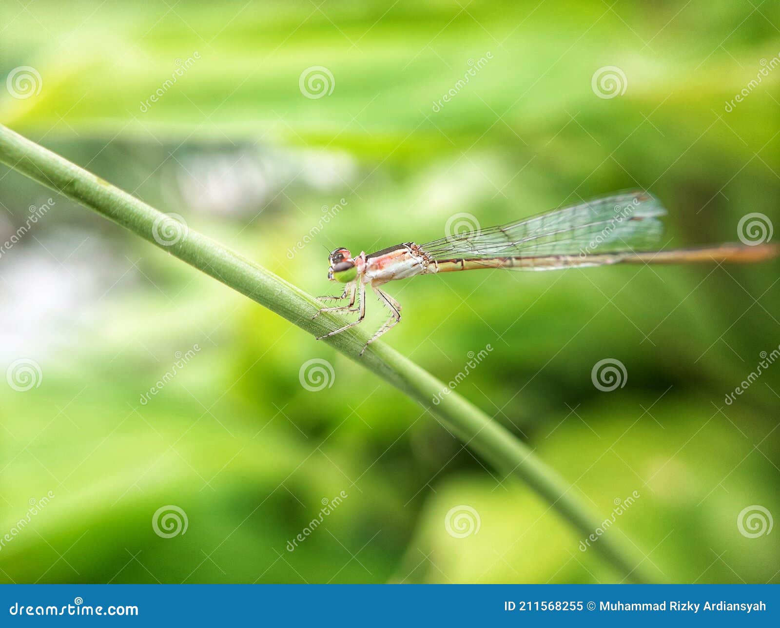 A Needle Dragonfly Stuck To a Leaf Stem Stock Image - Image of ...