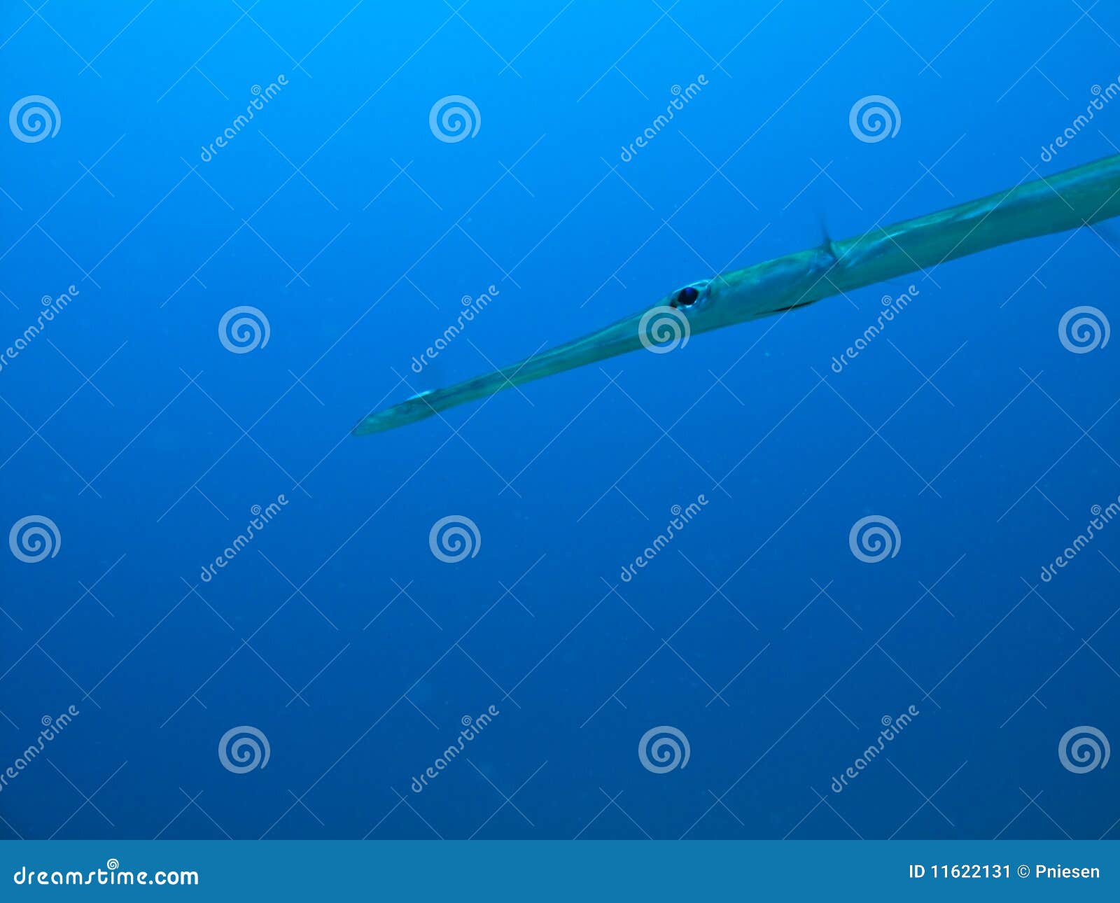 Needle Fish Great Barrier Reef Australia Stock Image - Image of ...