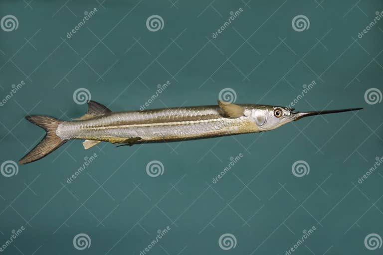Needle Fish Model stock photo. Image of needlefish, life - 14531750
