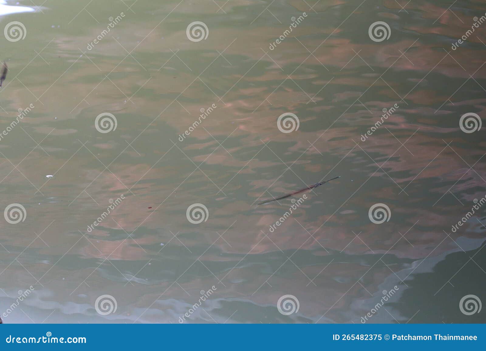 Needle fish, small fish stock image. Image of drawing - 265482375