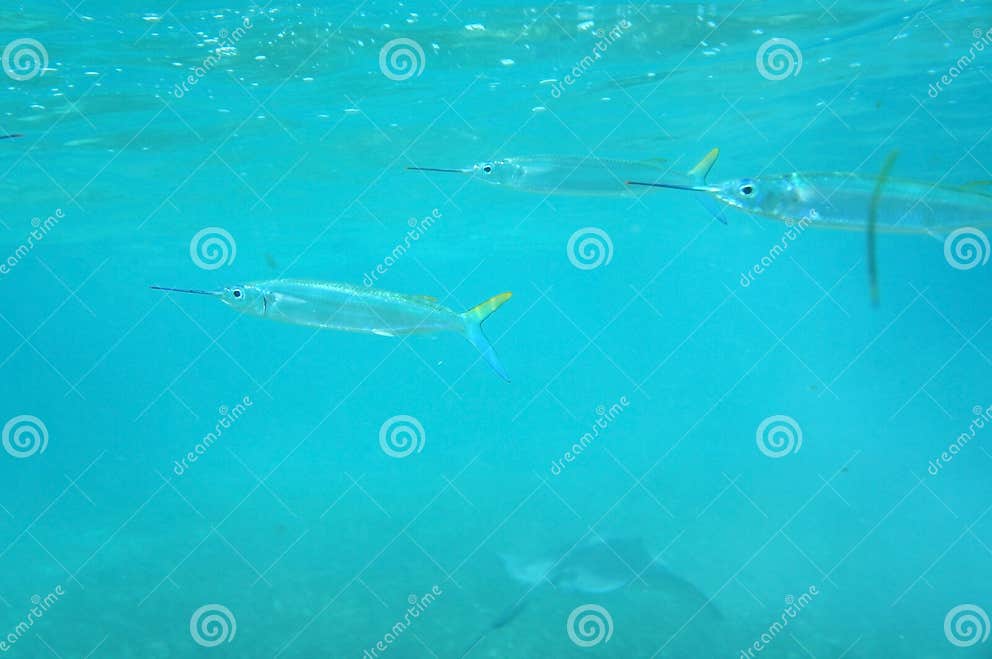 Needle Fish stock photo. Image of depth, sand, ocean - 35437210