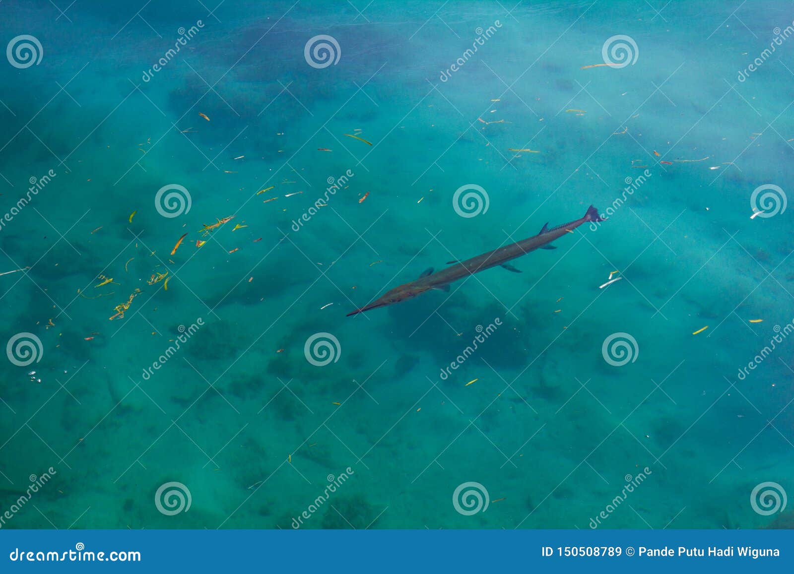 Needle Fish Swim in a Clear and Blue Shallow Water Stock Image - Image ...