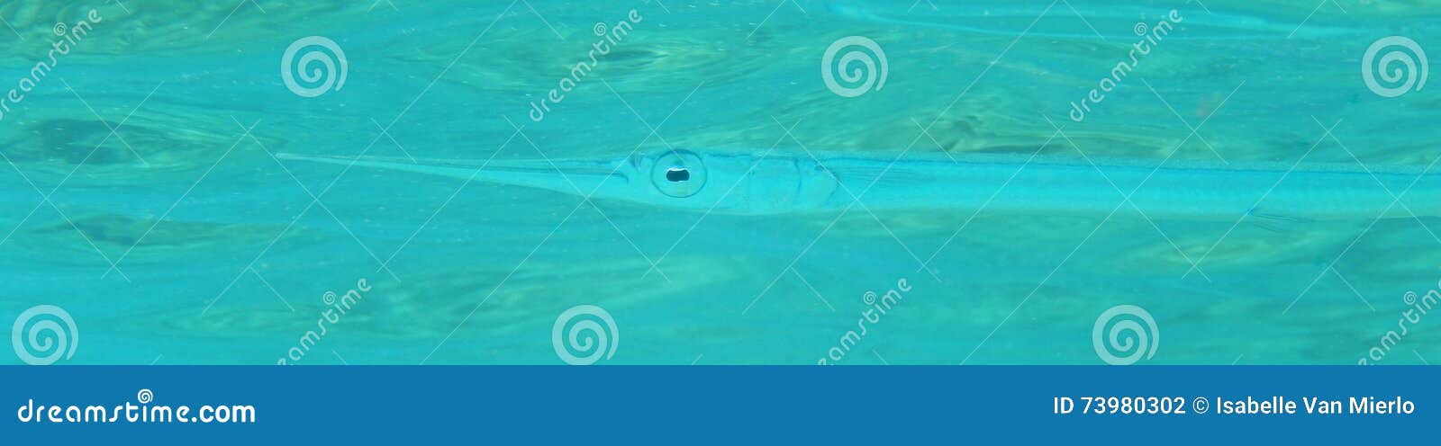 Needle fish stock photo. Image of snorkelling, coast - 73980302