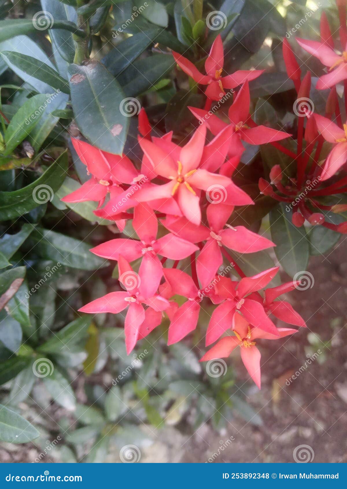 Needle Flower in the Afternoon Stock Photo - Image of flower, afternoon ...
