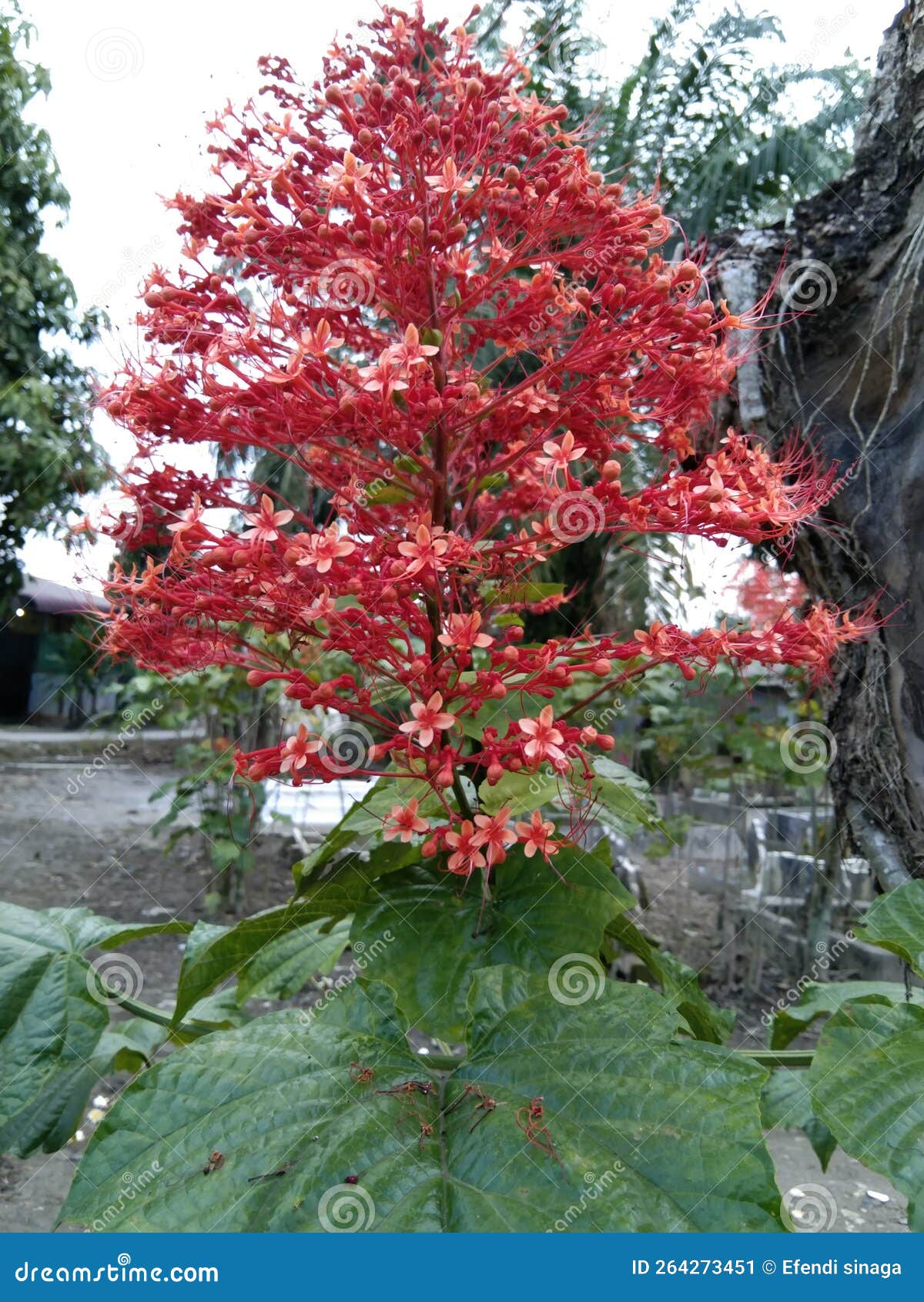 The Needle Flower is in Full Bloom Stock Image - Image of herb, maple ...