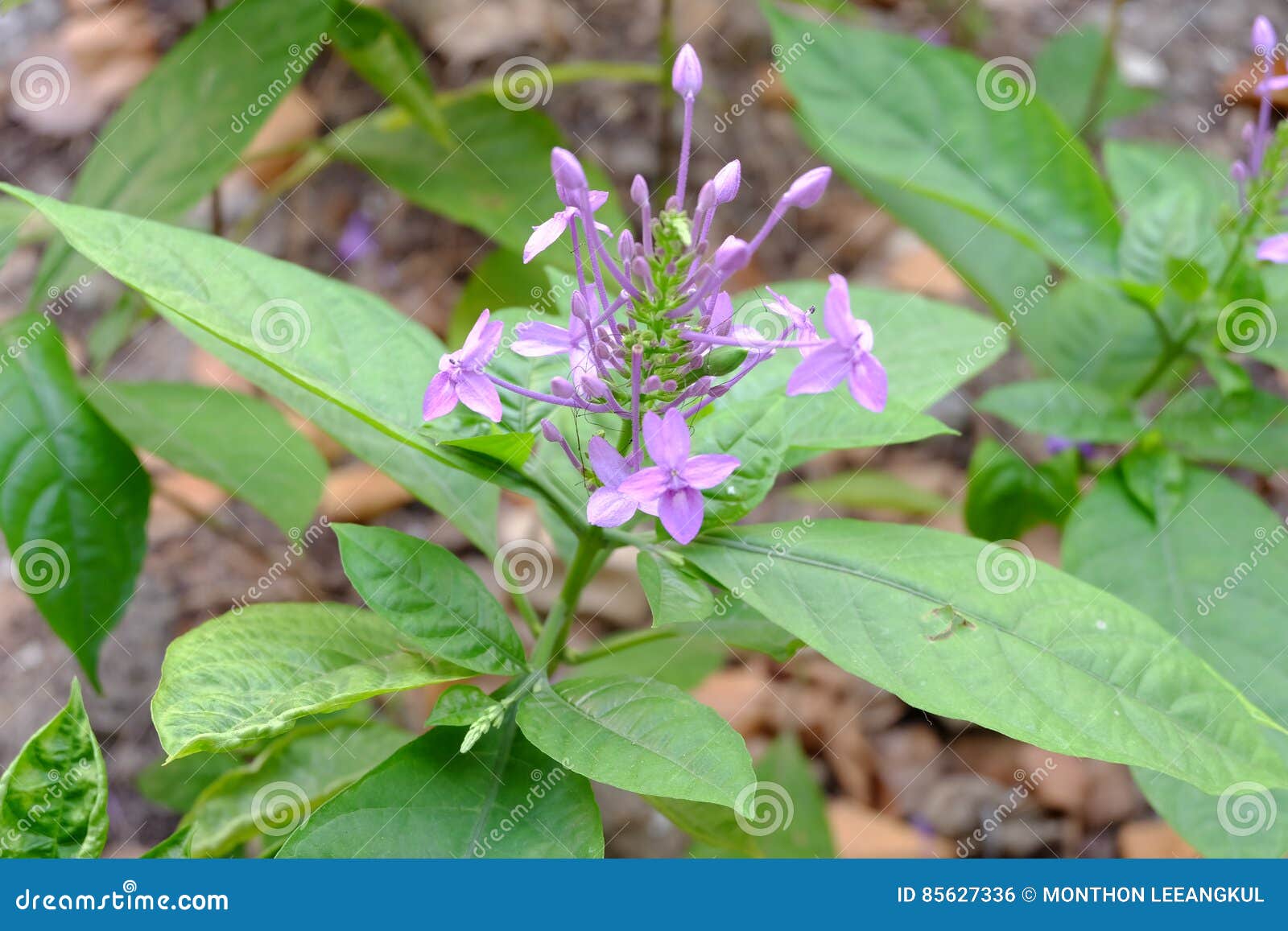 Needle stock photo. Image of flower, needle, leaves, nature - 85627336
