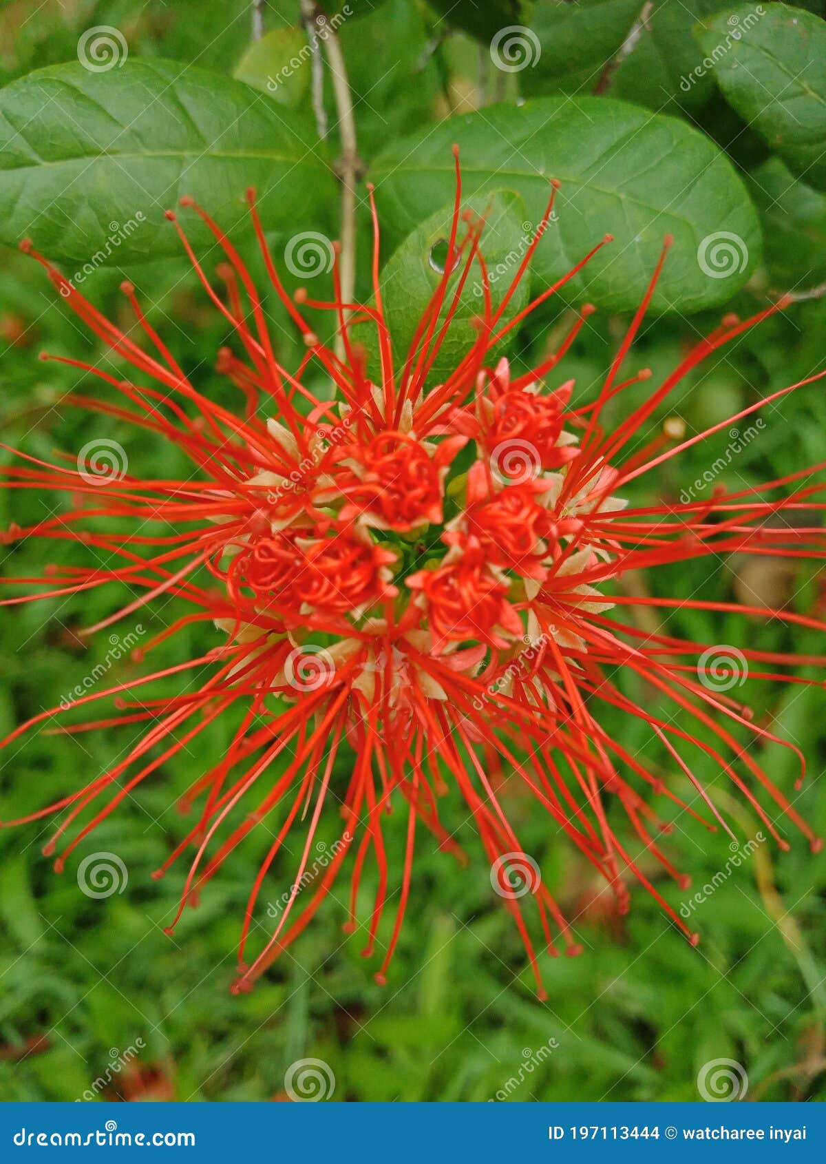 Needle Flower Under the Tree Stock Photo - Image of shrub, grass: 197113444
