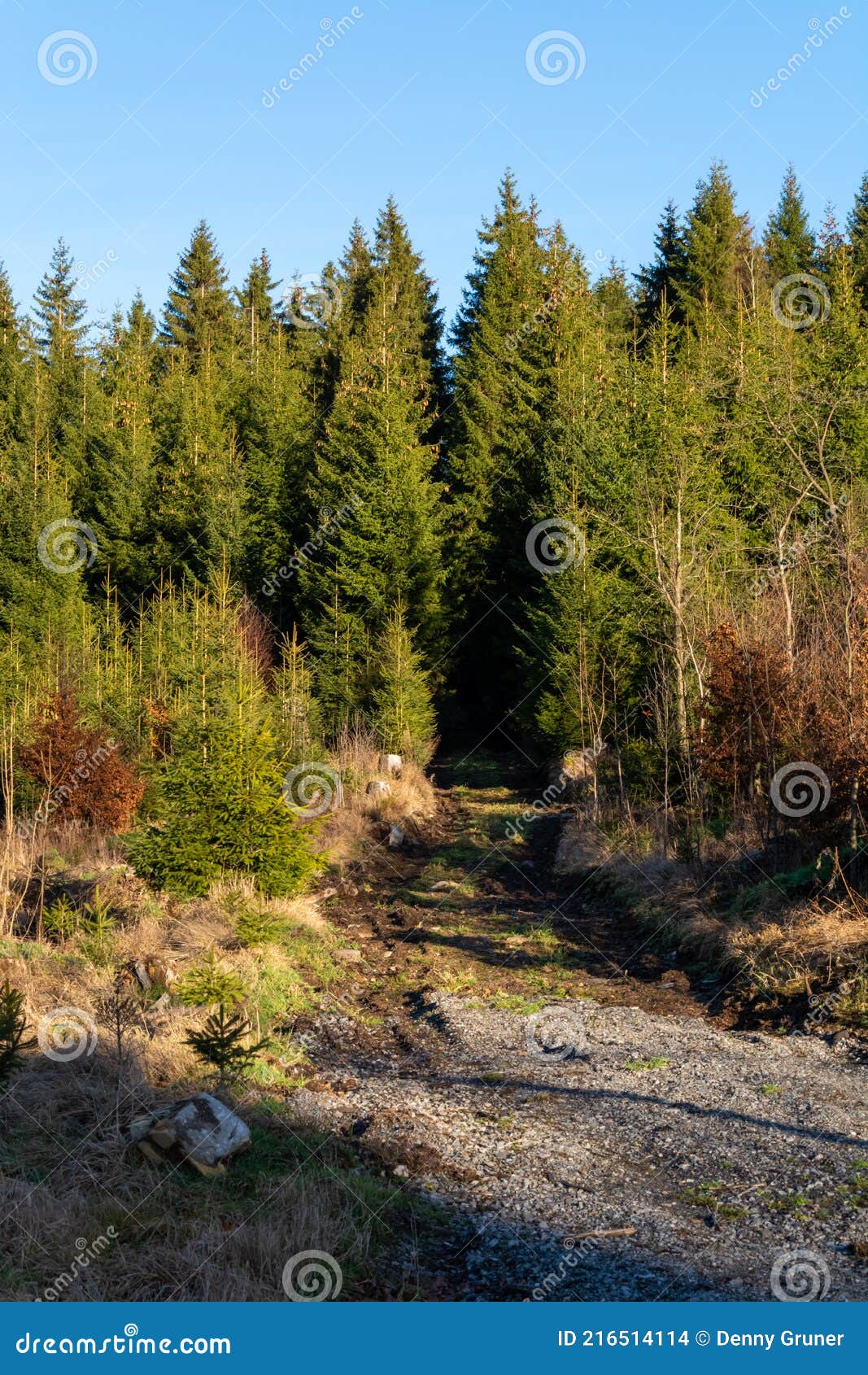 A Needle Forest with a Forest Path in Autumn Stock Photo - Image of ...