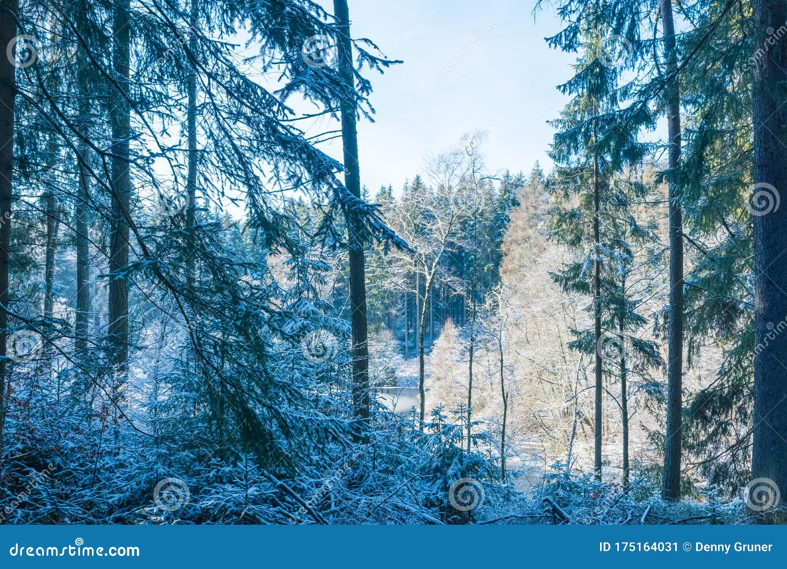 A needle forest with snow stock image. Image of frozen - 175164031
