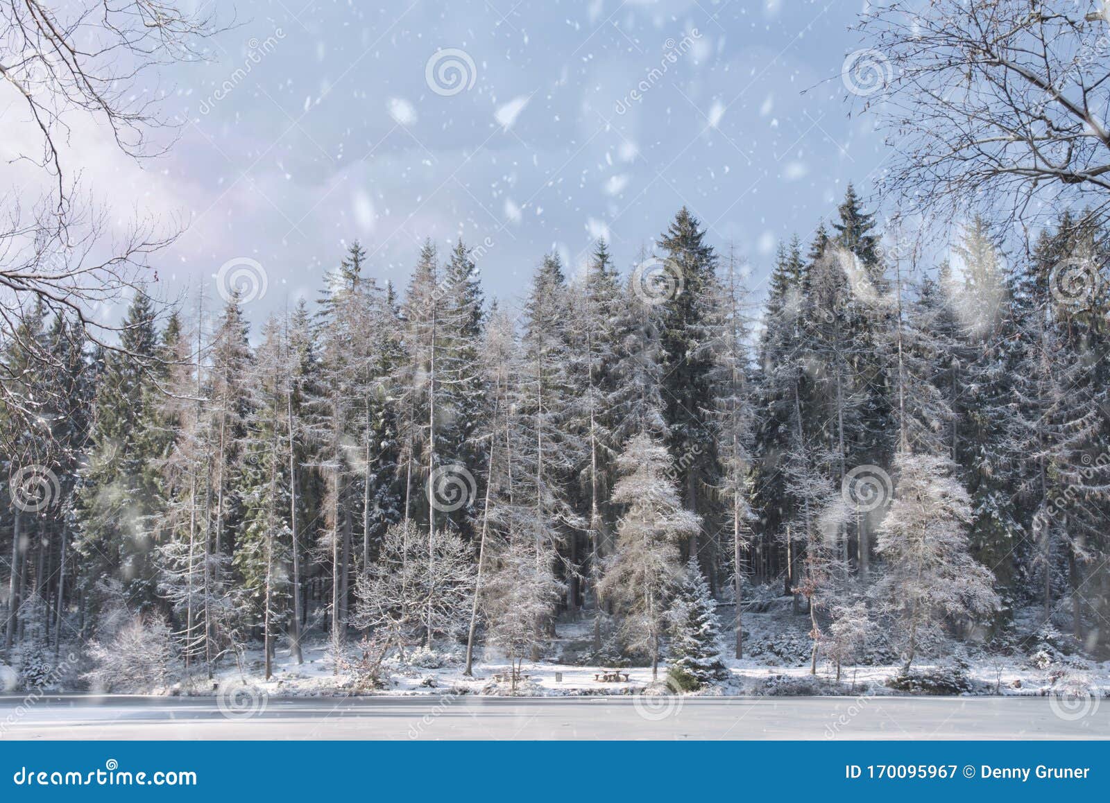 A Needle Forest with Snowfall Stock Image - Image of morning, green ...
