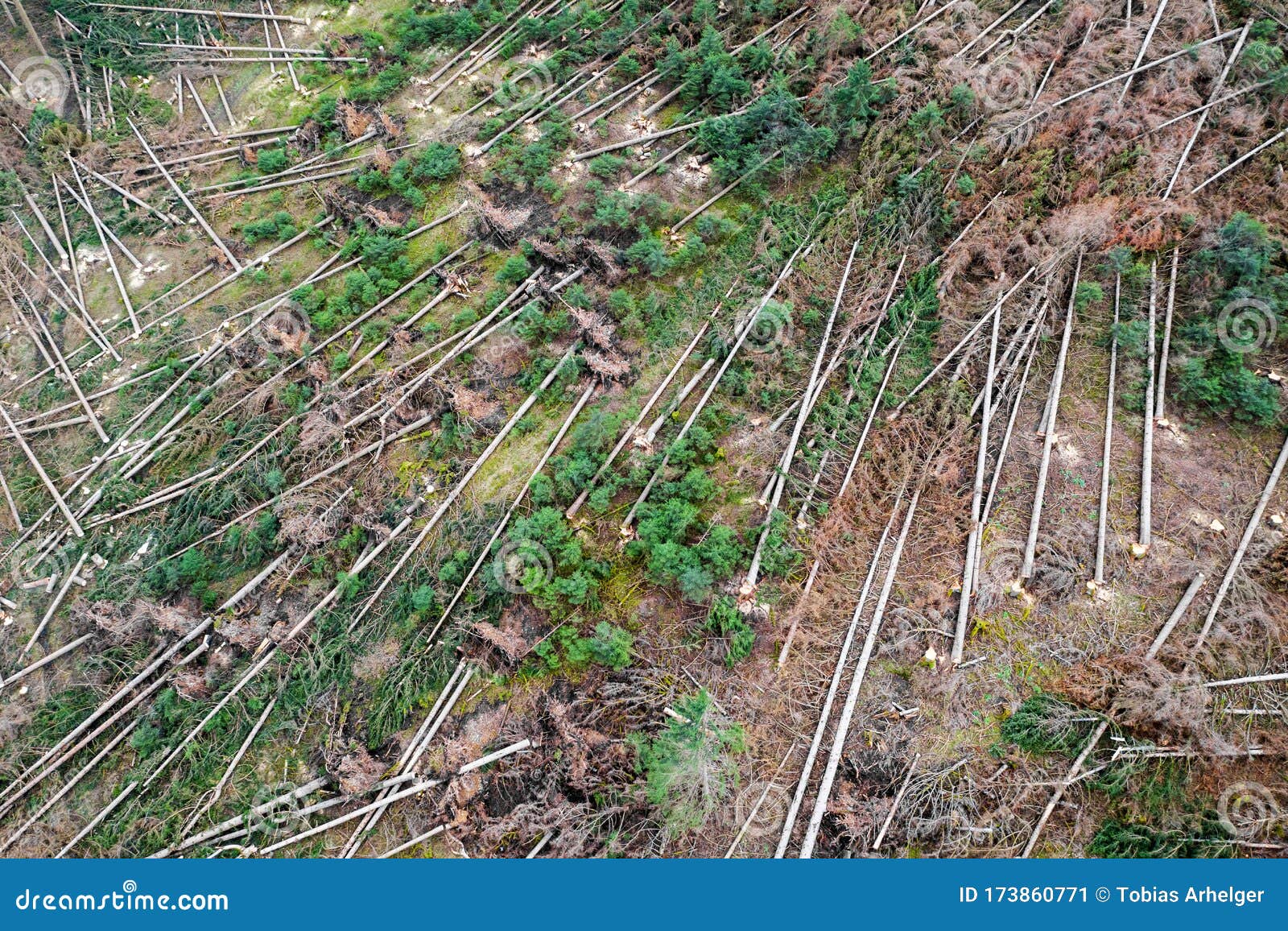 Needle Forest with Storm Damages from Above Stock Image - Image of ...