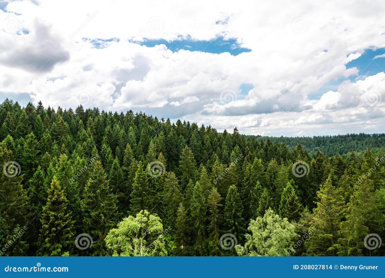 Needle Forest in Summer with Blue Sky Stock Photo - Image of horizon ...