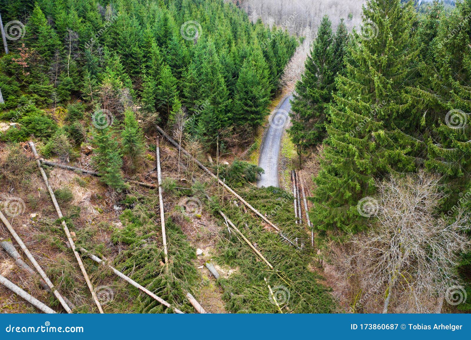 Needle Forest with a Tree Blocked Road from Above Stock Image - Image ...