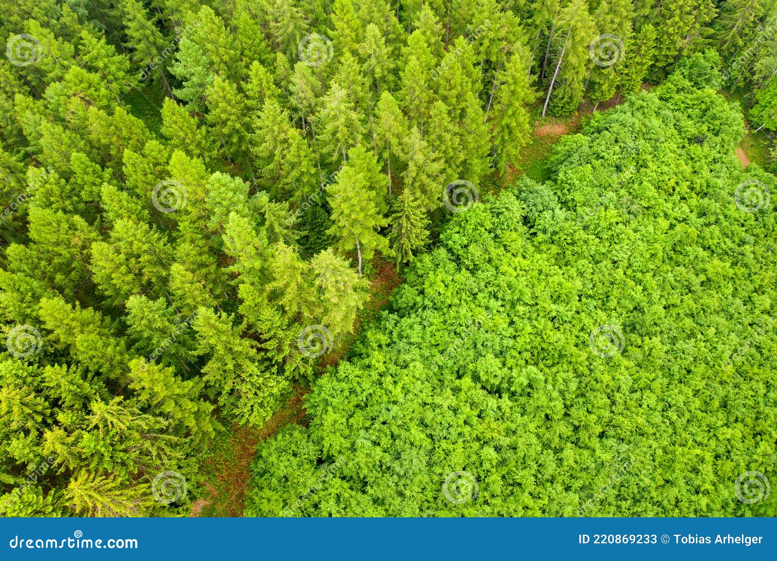 Needle Forest and a Young Deciduous Forest from Above Stock Image ...