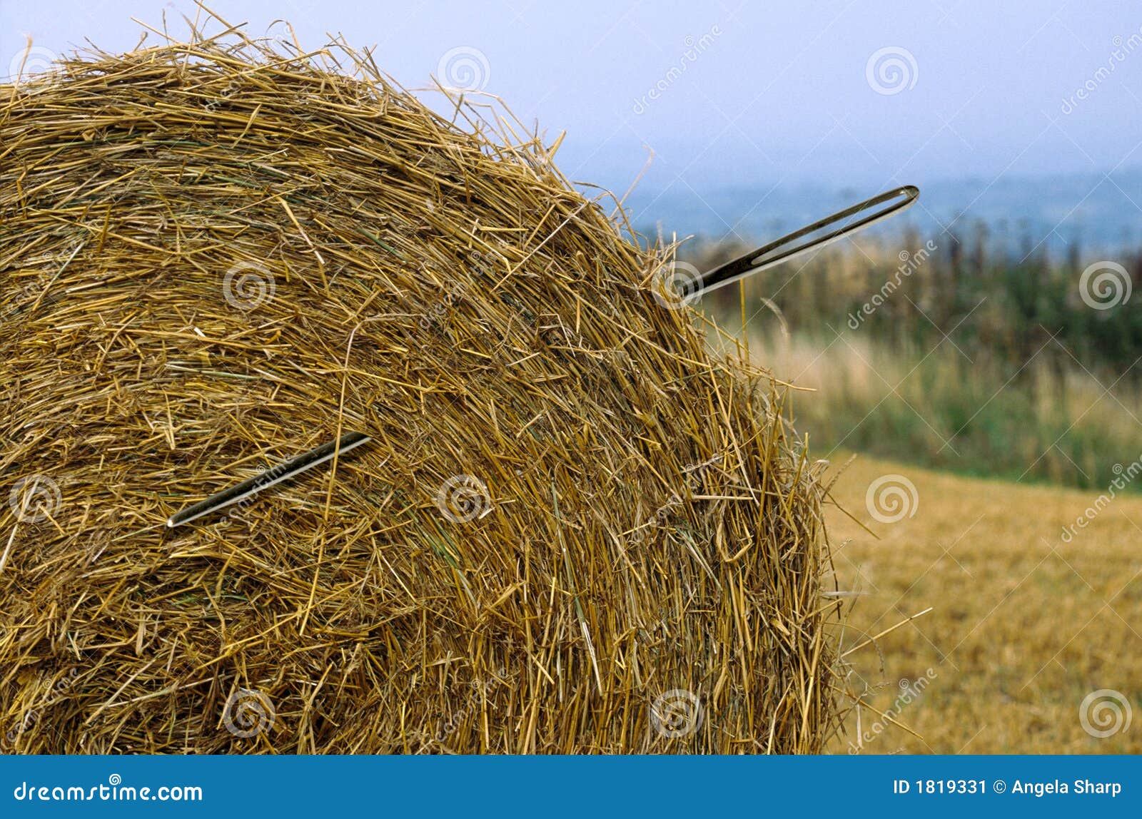 Needle in a haystack stock image. Image of reap, challenge - 1819331 Needle in a haystack stock image. Image of reap, challenge - 1819331