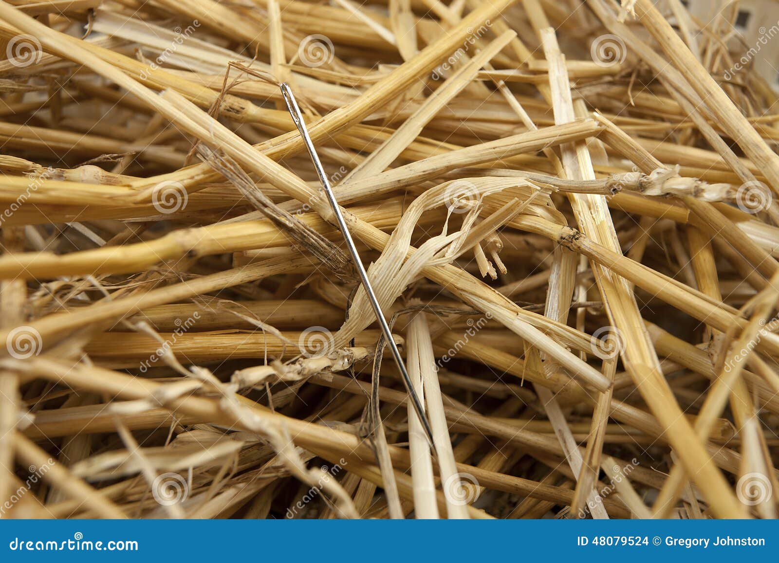 Needle in a haystack. stock photo. Image of haystack - 48079524