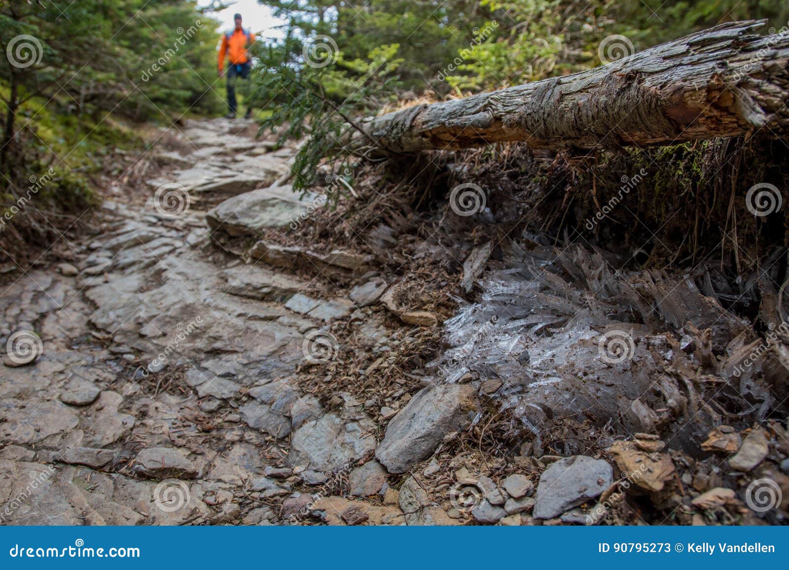 Needle Ice Along Side of Trail Stock Image - Image of adventure, alum ...
