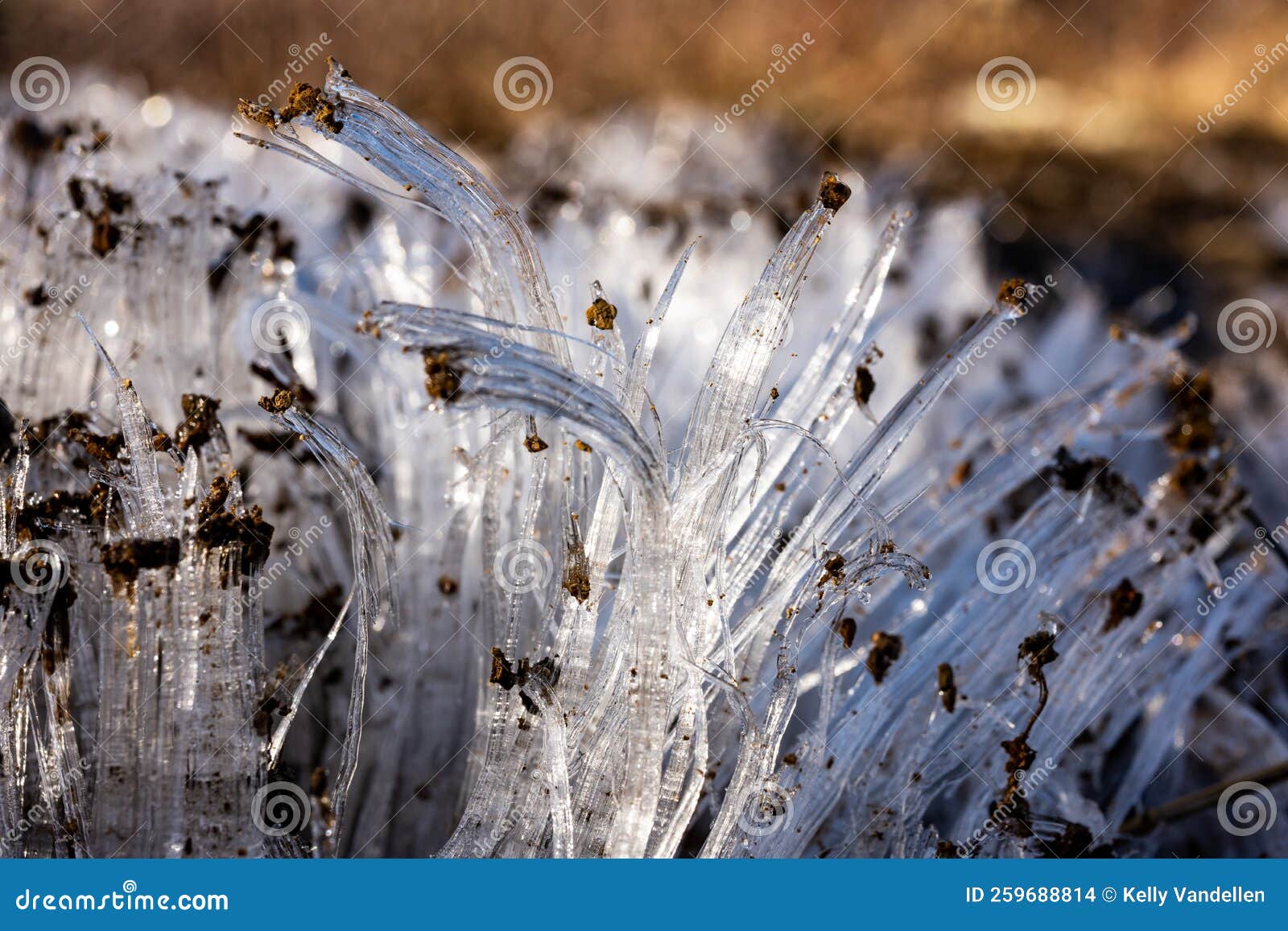 Needle Ice Bursting from the Ground on a Cold Morning Stock Photo ...