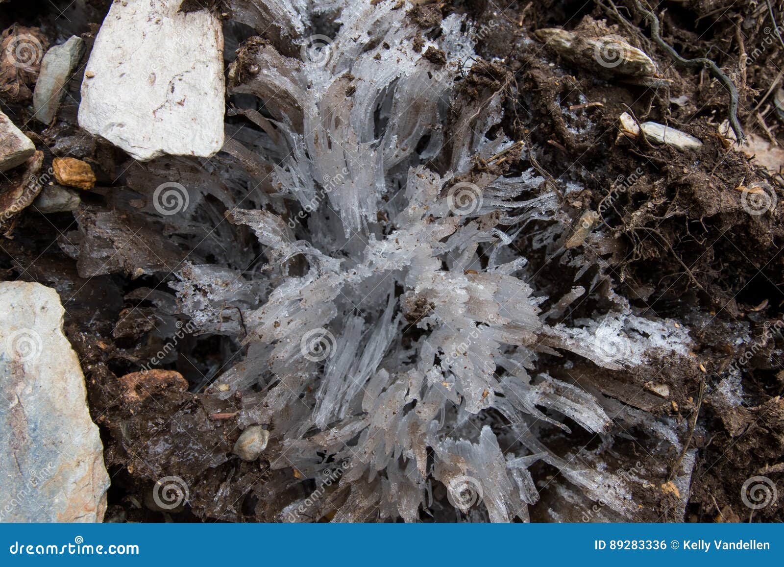 Needle Ice Close Up stock photo. Image of smokies, adventure - 89283336
