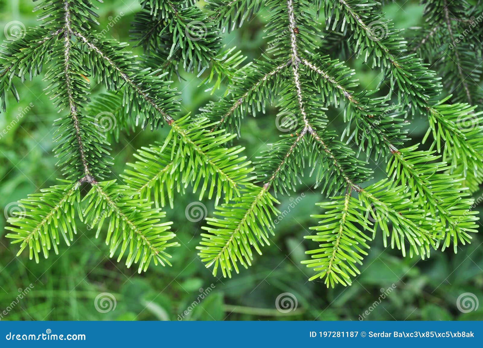 Needle Leaf Pine Tree in Its Natural Environment Stock Image - Image of ...
