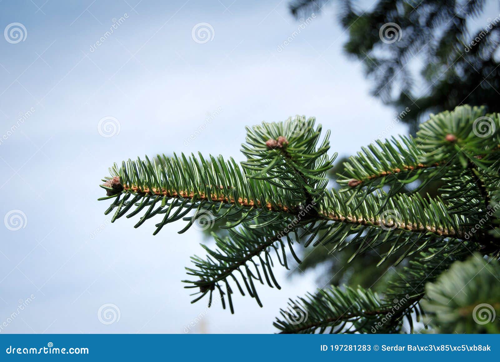 Needle Leaf Pine Tree in Its Natural Environment Stock Image - Image of ...