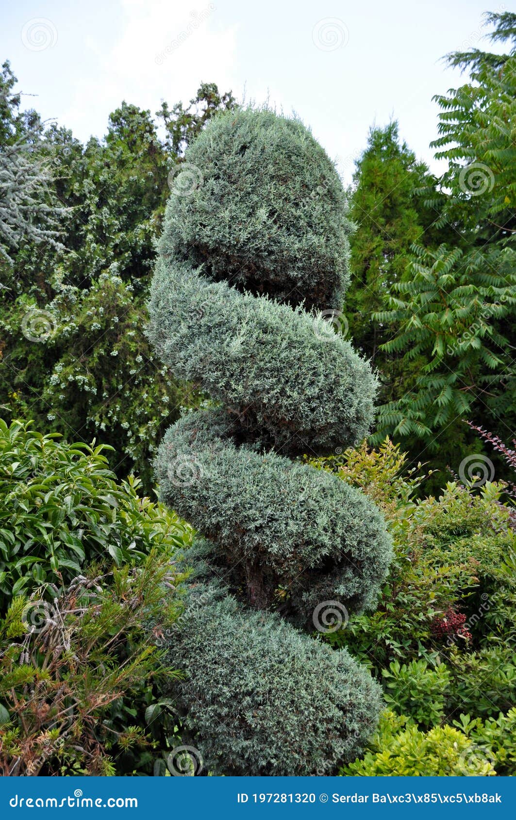 Needle Leaf Pine Tree in Its Natural Environment Stock Photo - Image of ...
