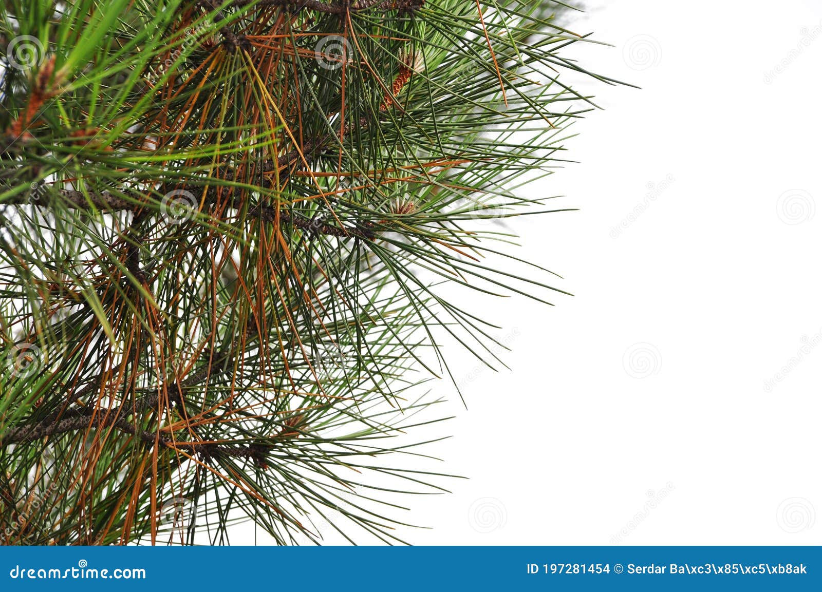 Needle Leaf Pine Tree in Its Natural Environment Stock Photo - Image of ...