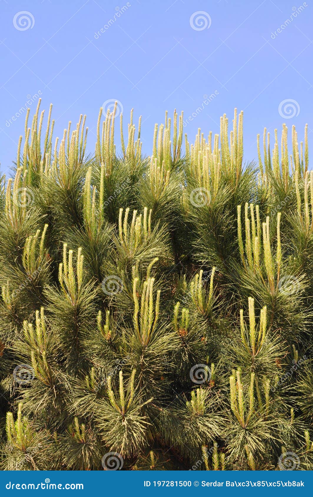 Needle Leaf Pine Tree in Its Natural Environment Stock Photo - Image of ...
