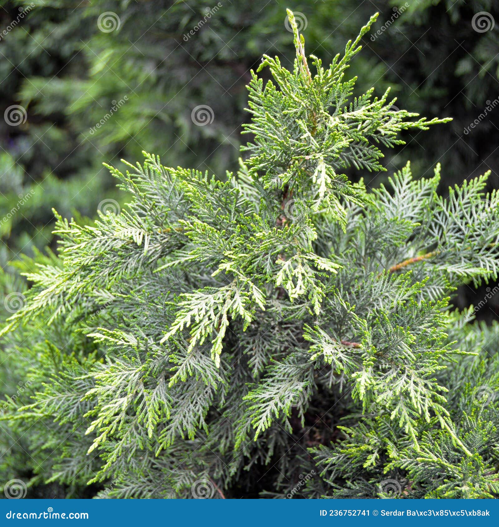 Needle Leaf Pine Tree in Its Natural Environment, Pine Tree in Nature ...