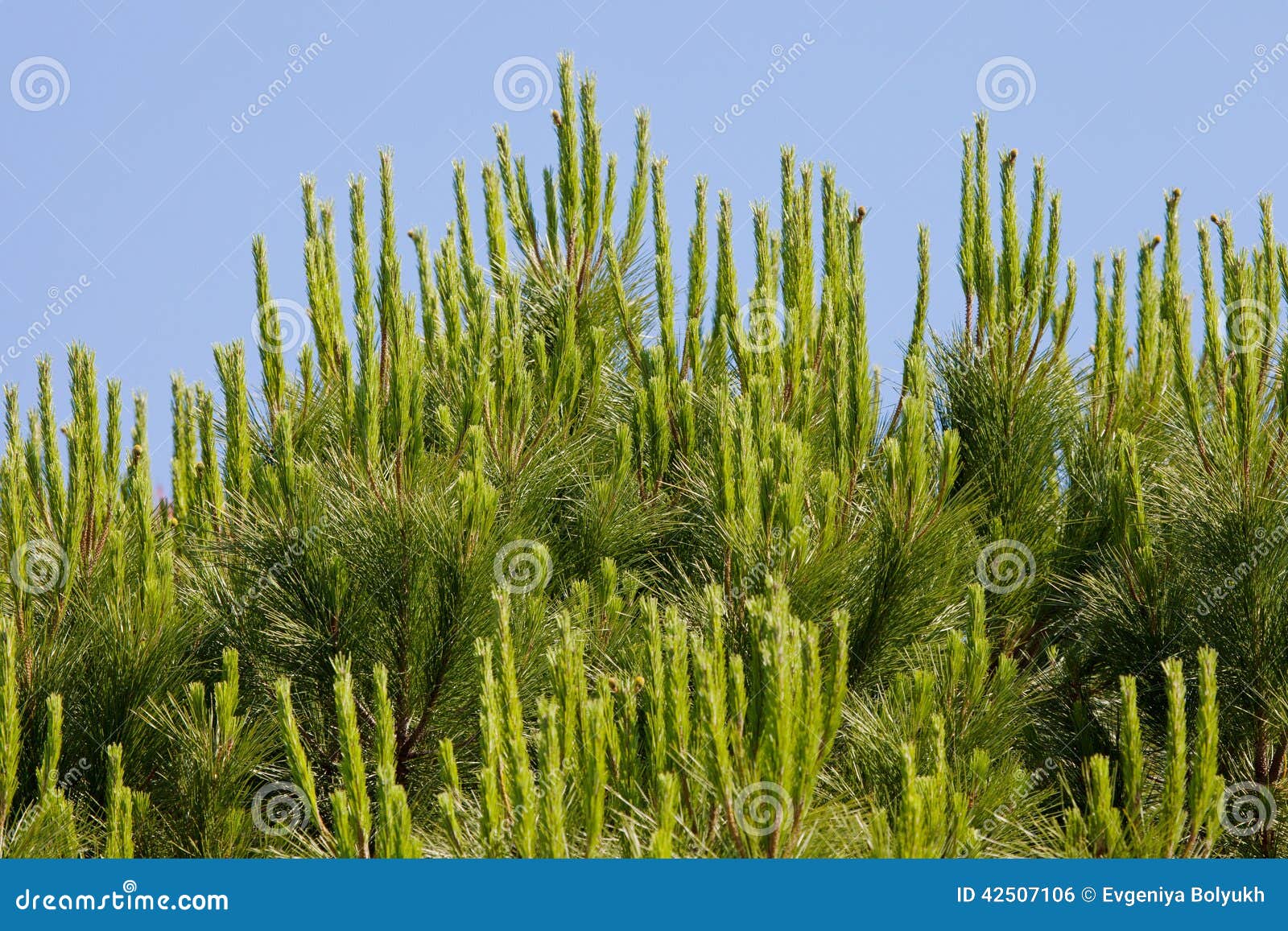 Needle leaves stock photo. Image of close, spruce, woods - 42507106