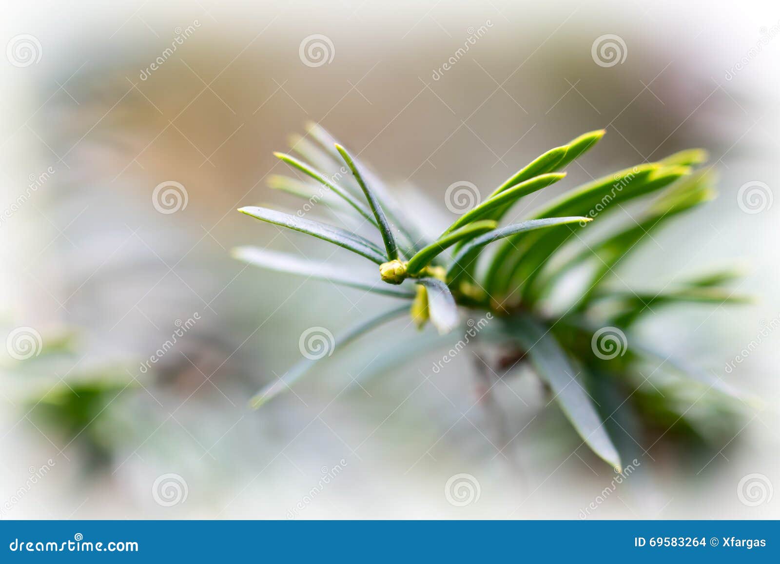 Needle Leaves a Common Juniper (Juniperus Communis) Stock Photo - Image ...