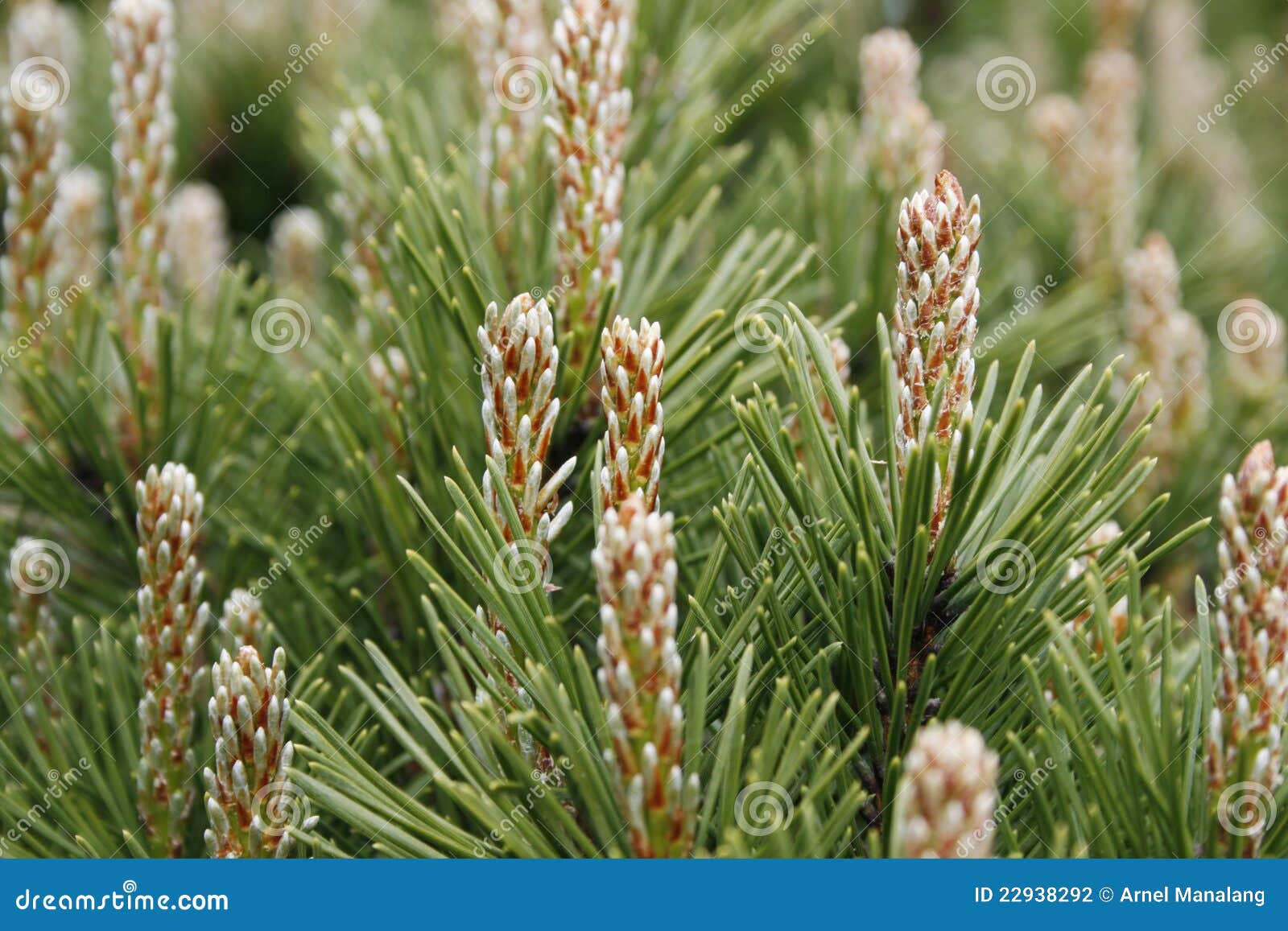 Needle-like Leaves stock photo. Image of foliage, ornamental - 22938292