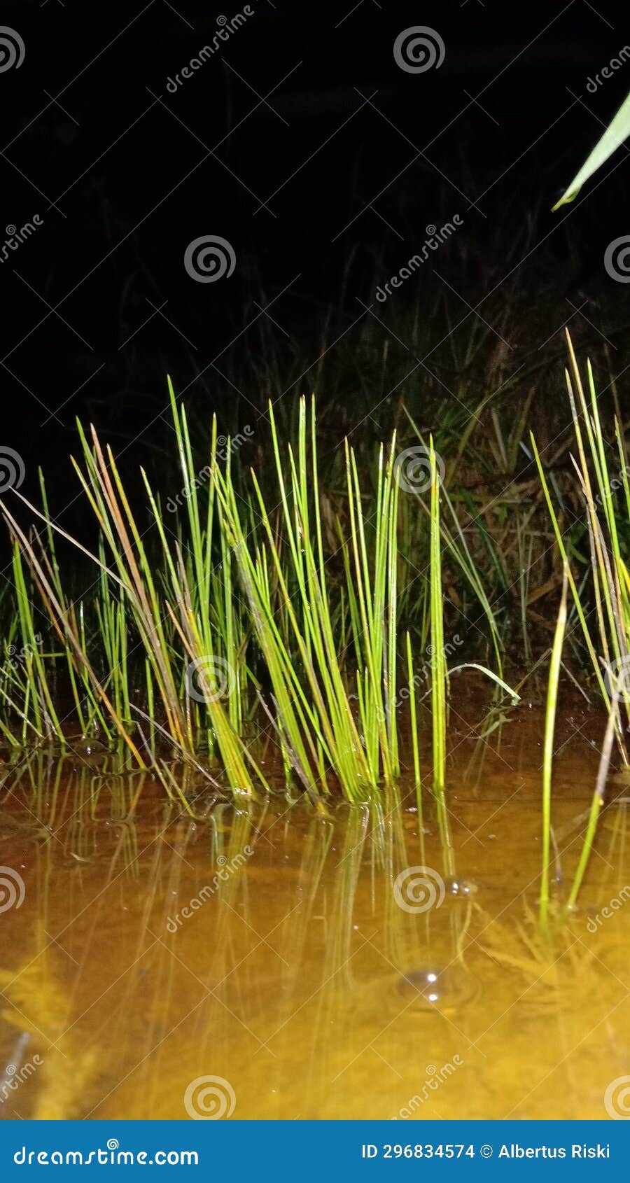 This Needle-like Plant is Often Used for Weaving, Such As Hats, and so ...