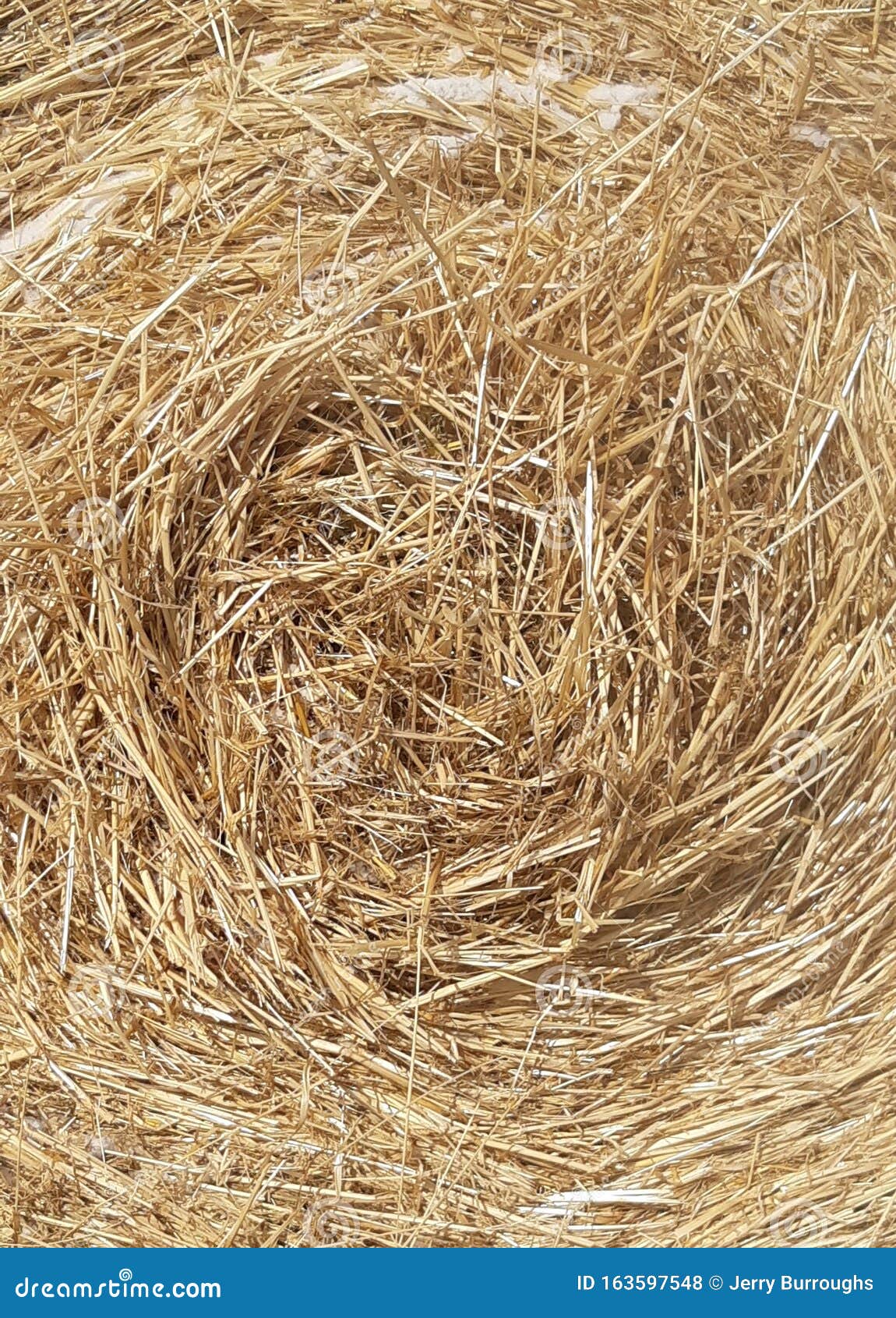 Needle?? stock photo. Image of needle, haystack, straw - 163597548