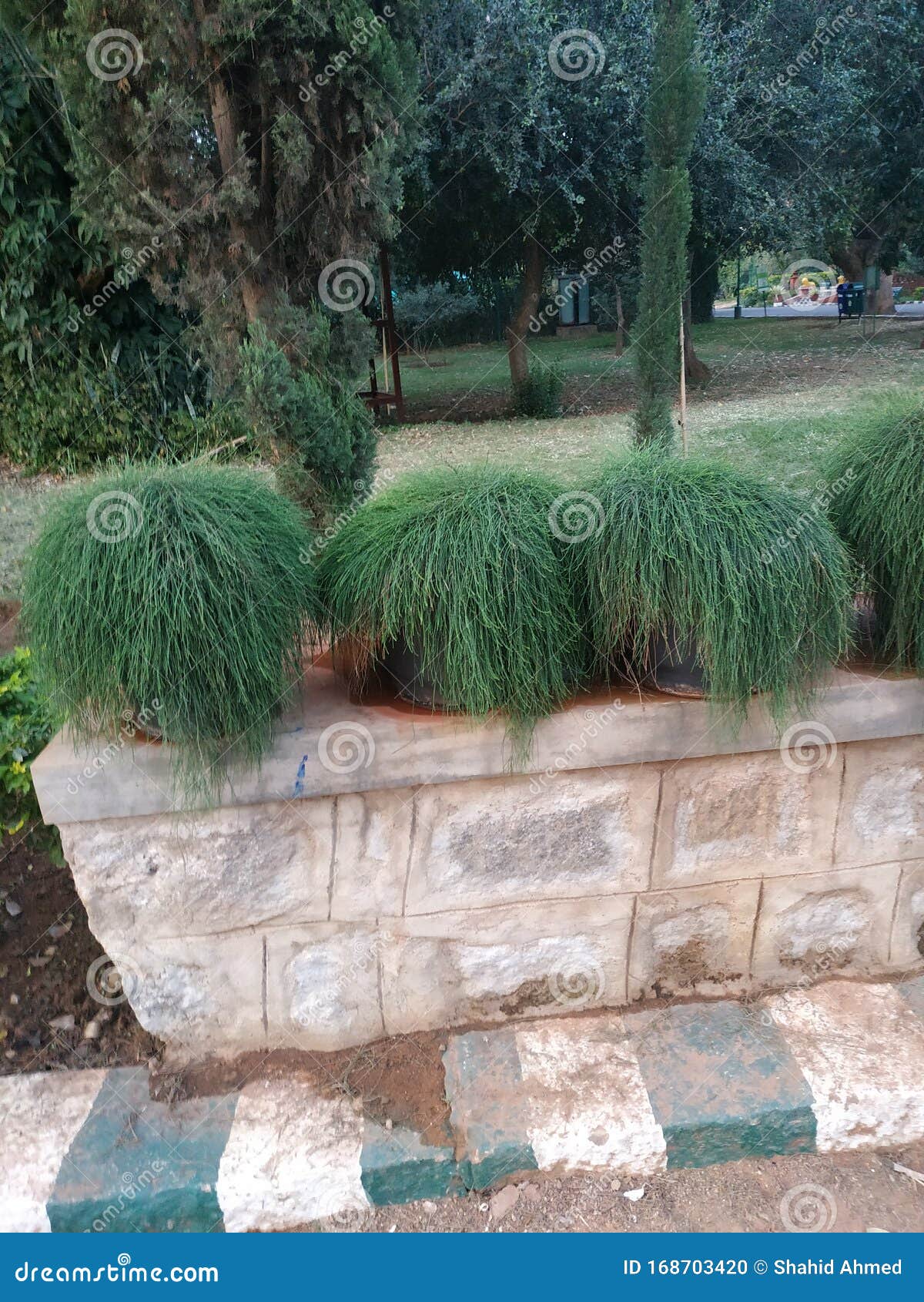 Needle Plants, Trees, Greenery, Grass, Stock Photo - Image of plants ...