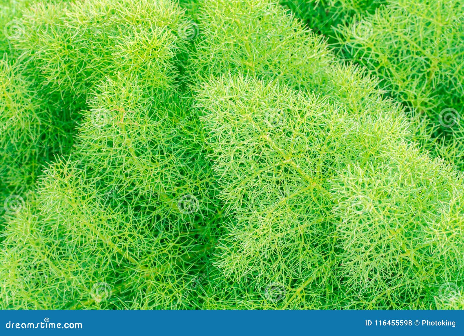 Needle shaped leaves stock photo. Image of spring, mountain - 116455598