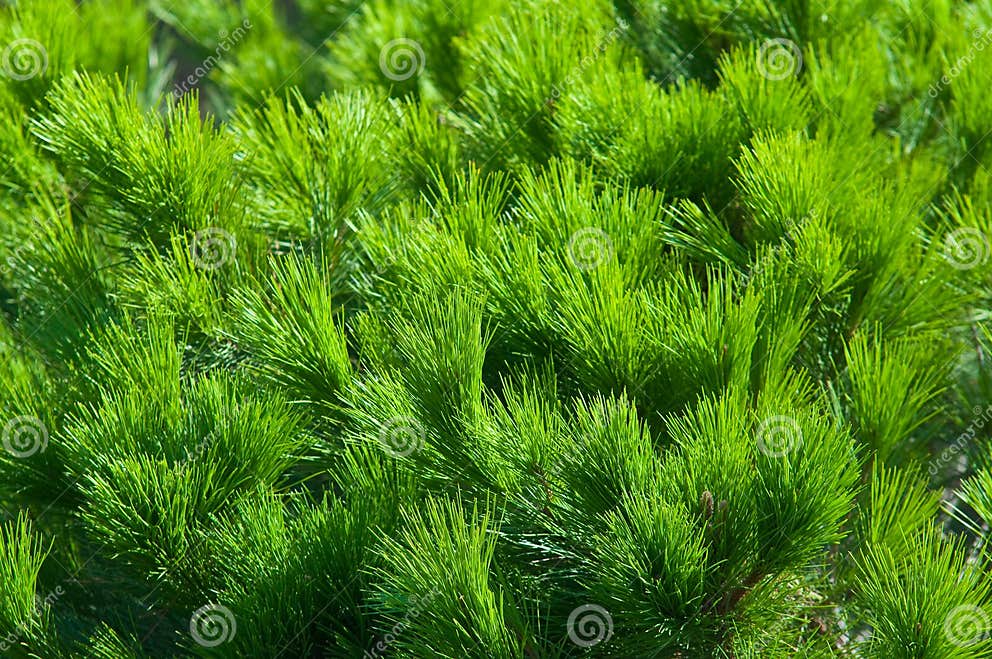 Needle tree stock photo. Image of conservation, pine, close - 7442384
